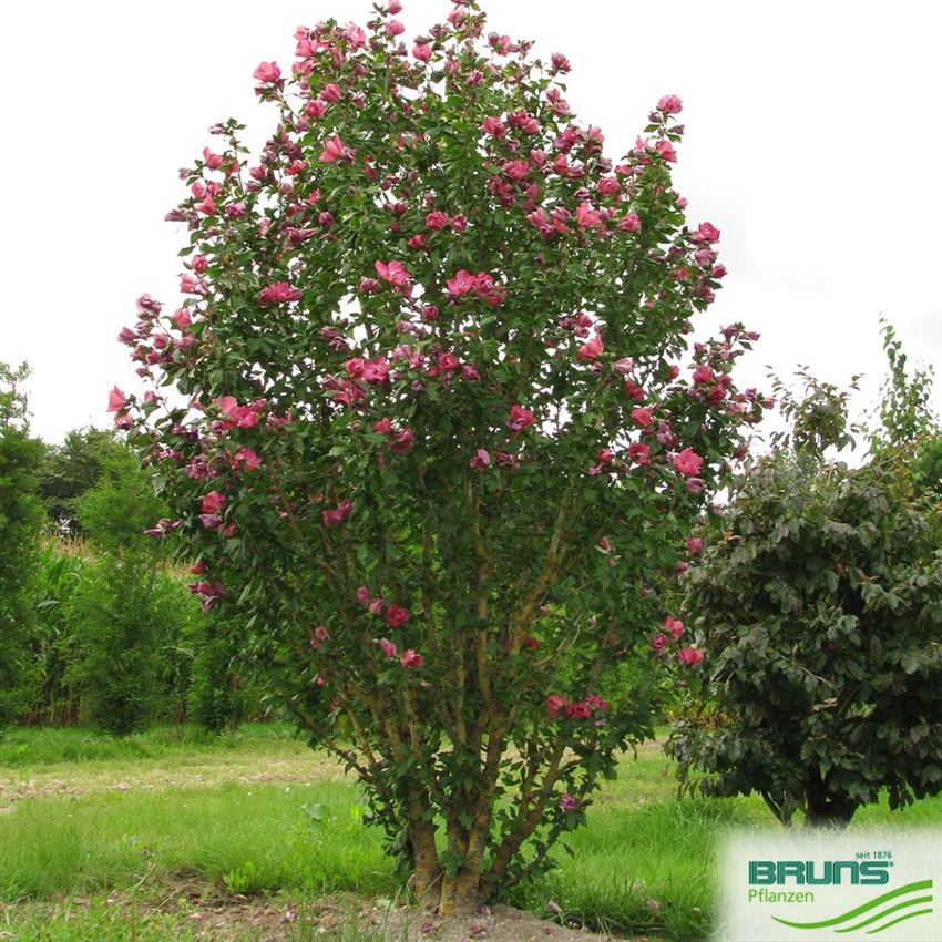 Hibiscus syriacus 'Duc de Brabant' von Bruns Pflanzen