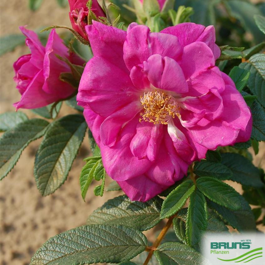 Rosa rugosa 'Rotes Meer' von Bruns Pflanzen