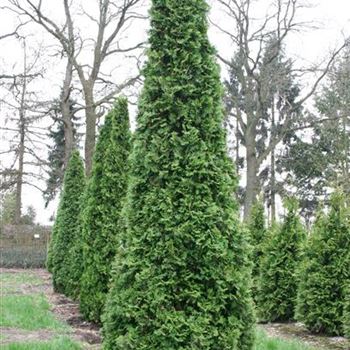 Thuja occidentalis 'Columna' von Bruns Pflanzen