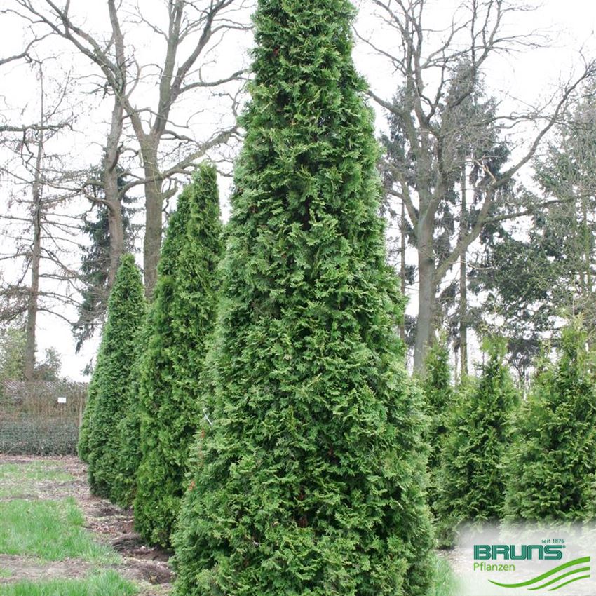 Thuja occidentalis 'Columna' von Bruns Pflanzen