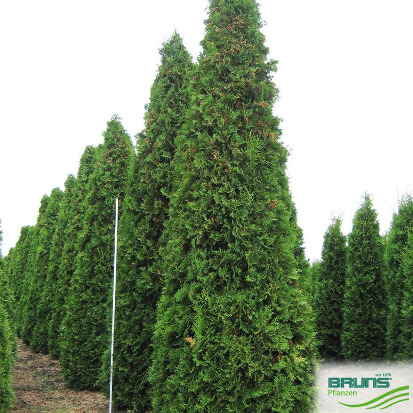 Thuja occidentalis 'Columna' von Bruns Pflanzen