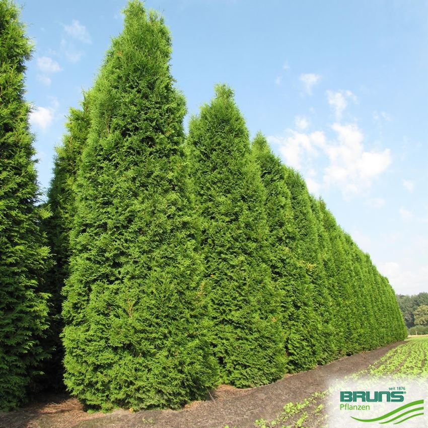 Thuja occidentalis 'Columna' von Bruns Pflanzen