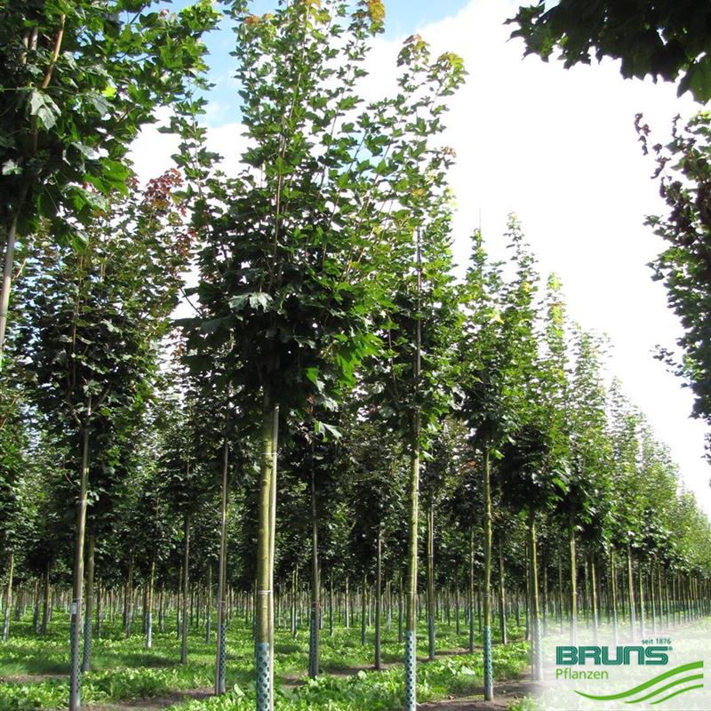 Acer platanoides 'Cleveland' von Bruns Pflanzen