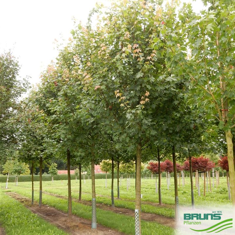 Acer truncatum 'Pacific Sunset' (R), Shantung maple, Shandong maple or ...