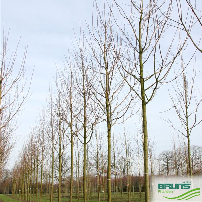 Acer platanoides 'Cleveland' von Bruns Pflanzen