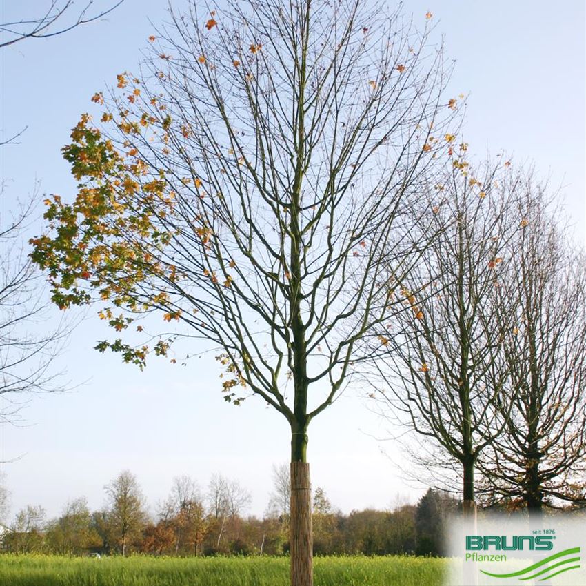 Acer platanoides 'Cleveland' von Bruns Pflanzen