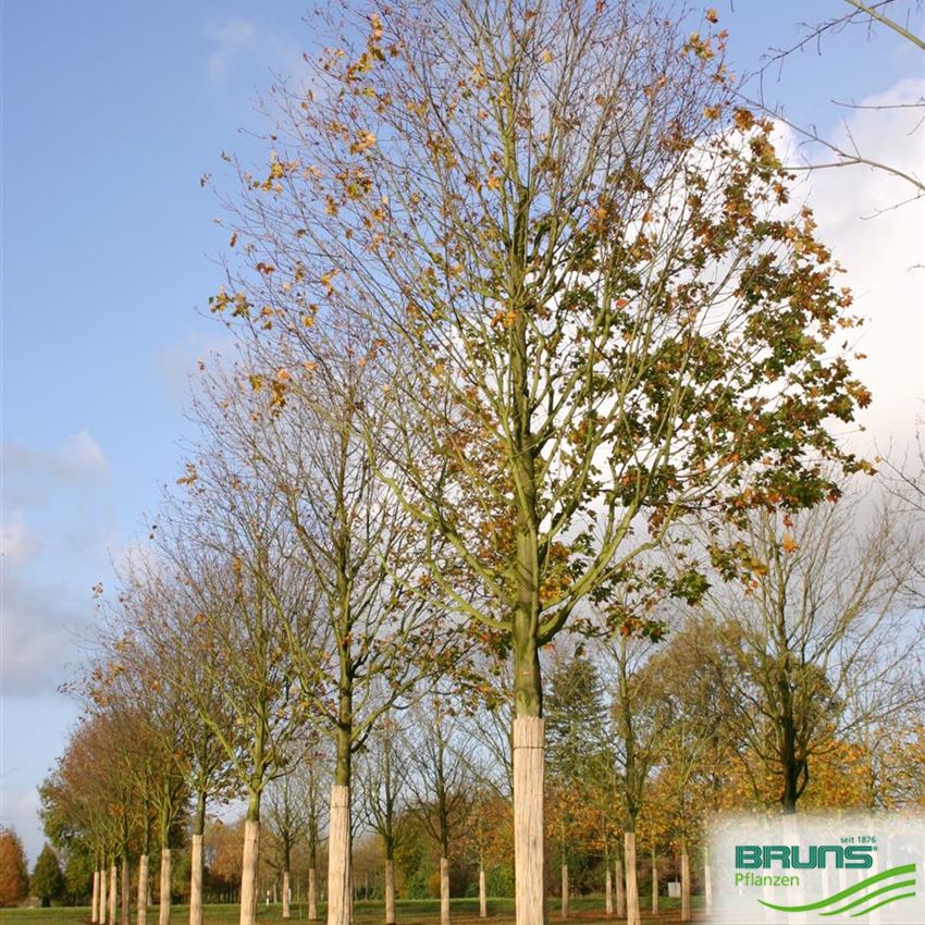 Acer platanoides 'Cleveland' von Bruns Pflanzen