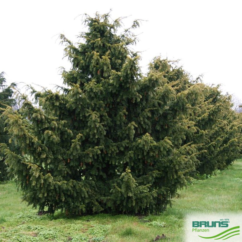 Taxus baccata 'Dovastonii Aurea' von Bruns Pflanzen