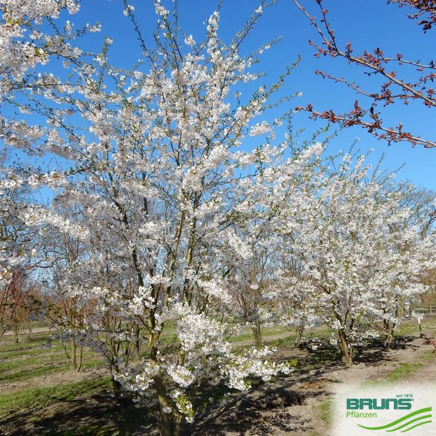 Prunus yedoensis, Tokyo-Kirsche von Bruns Pflanzen