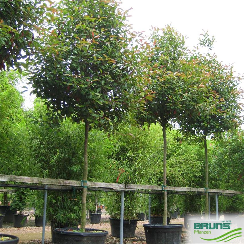 Photinia 'Red Robin' von Bruns Pflanzen