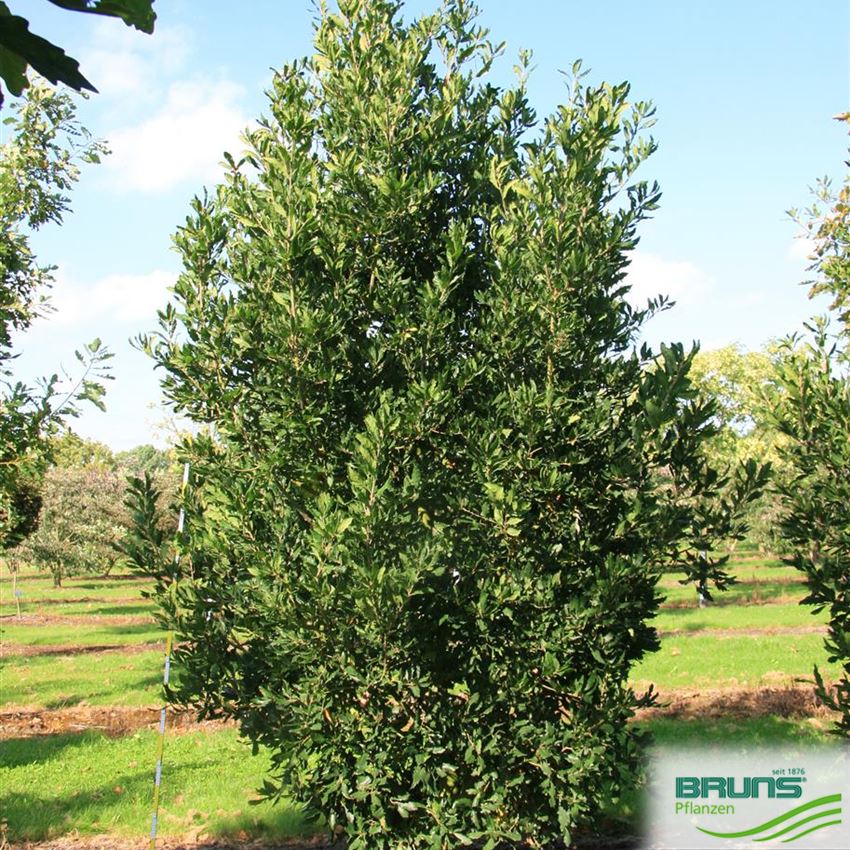 Quercus turneri 'Pseudoturneri', Wintergrüne Eiche von Bruns Pflanzen