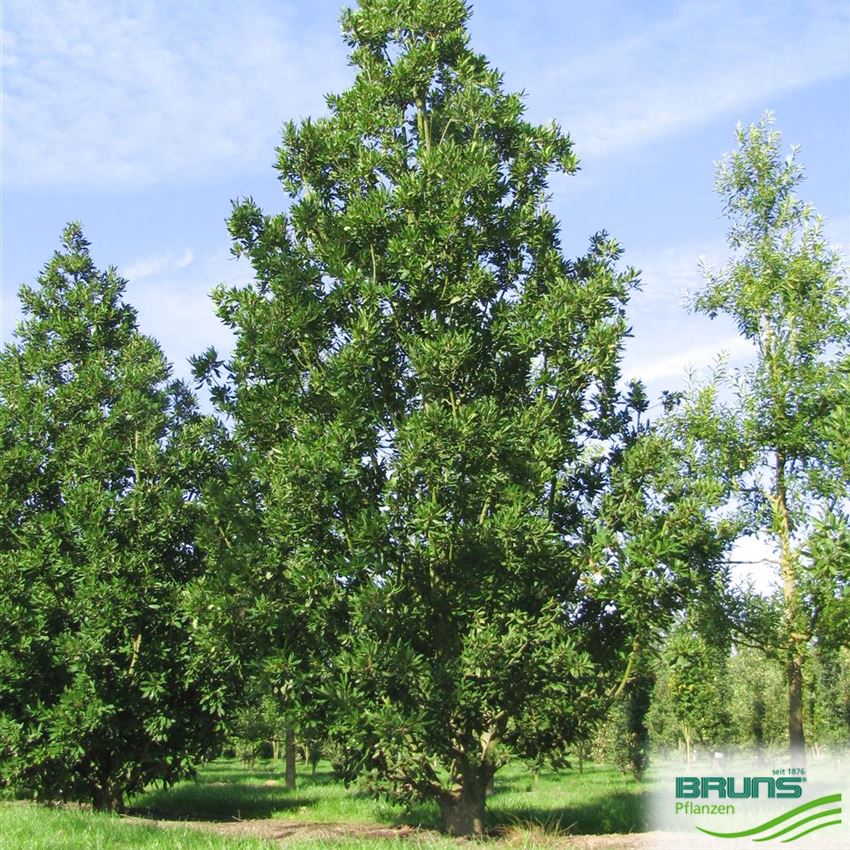 Quercus turneri 'Pseudoturneri', Wintergrüne Eiche von Bruns Pflanzen