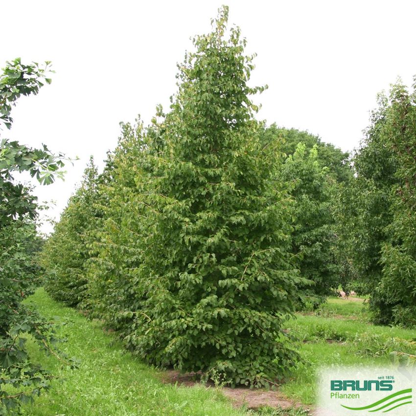 Corylus colurna, Turkish hazel von Bruns Pflanzen