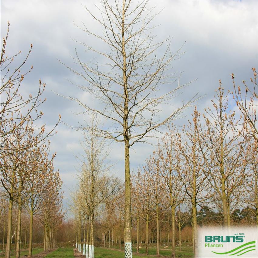 Corylus colurna, Baum-Hasel, Türkische Hasel von Bruns Pflanzen
