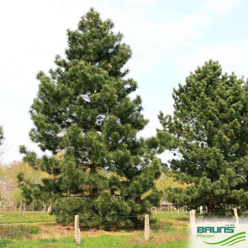 Pinus nigra ssp. nigra, Austrian pine von Bruns Pflanzen