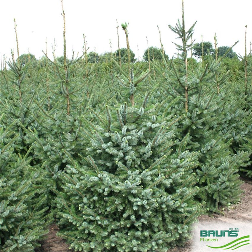 Picea omorika, Serbian spruce von Bruns Pflanzen