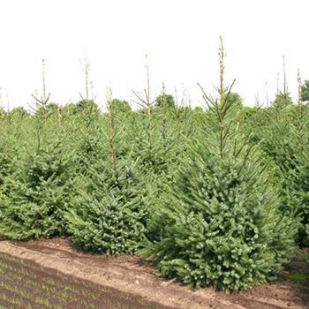 Picea omorika, Serbian spruce von Bruns Pflanzen