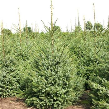 Picea omorika, Serbian spruce von Bruns Pflanzen