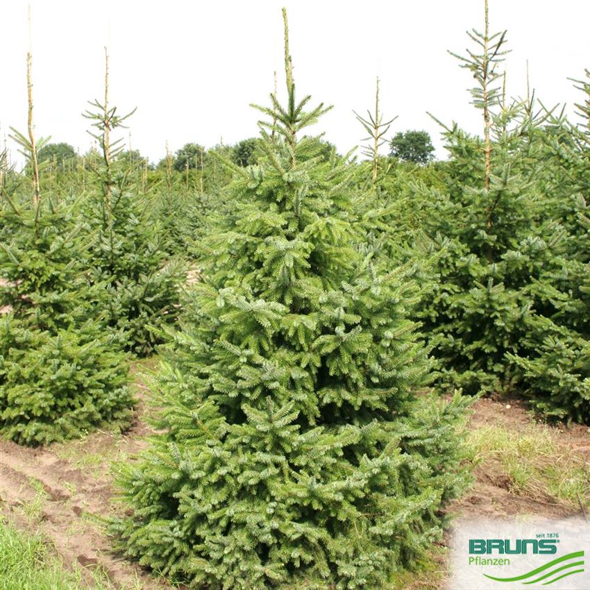 Picea omorika, Serbian spruce von Bruns Pflanzen
