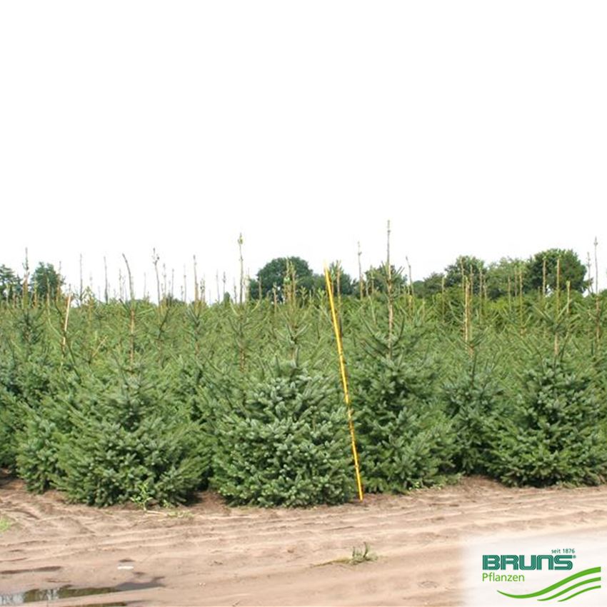 Picea omorika, Serbian spruce von Bruns Pflanzen