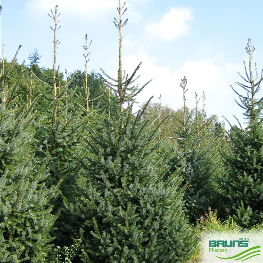Picea omorika, Serbian spruce von Bruns Pflanzen