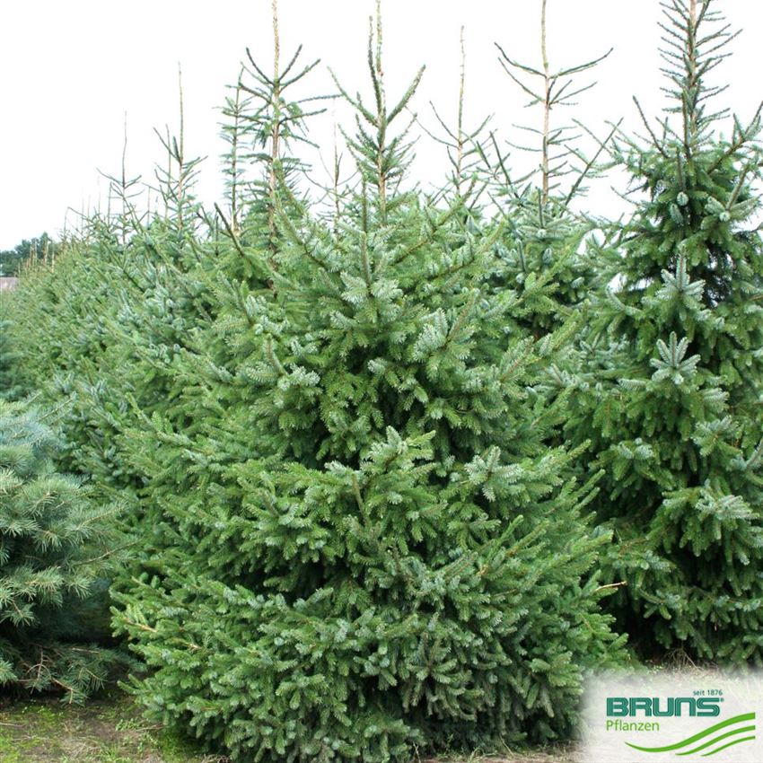 Picea omorika, Serbian spruce von Bruns Pflanzen