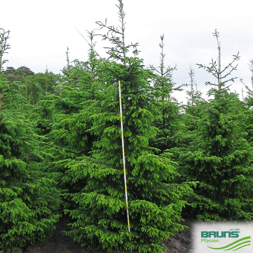 Picea omorika, Serbian spruce von Bruns Pflanzen
