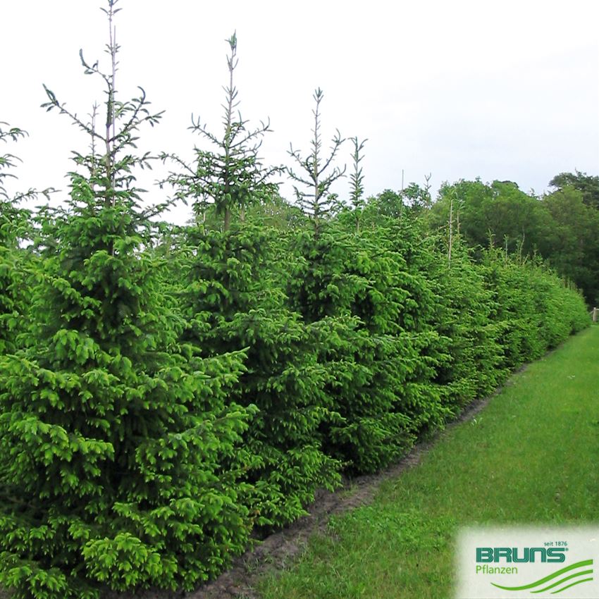 Picea omorika, Serbian spruce von Bruns Pflanzen