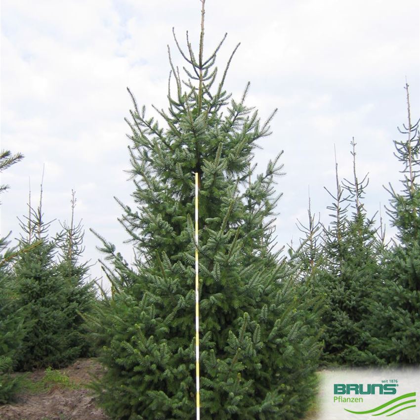 Picea omorika, Serbian spruce von Bruns Pflanzen