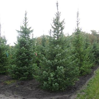 Picea omorika, Serbian spruce von Bruns Pflanzen