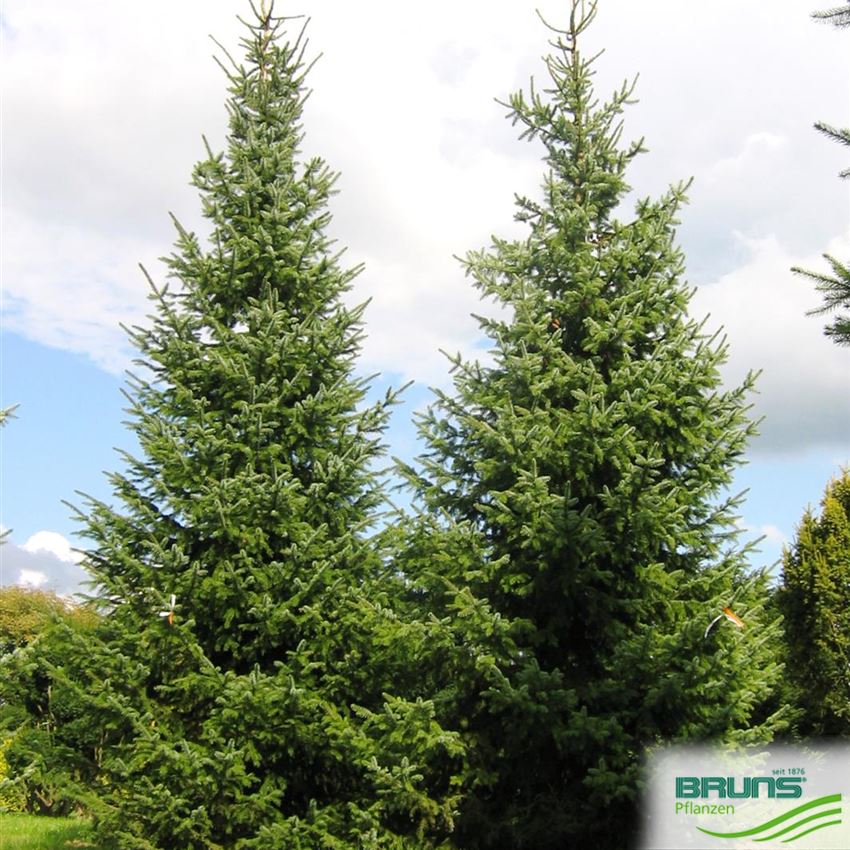 Picea omorika, Serbian spruce von Bruns Pflanzen