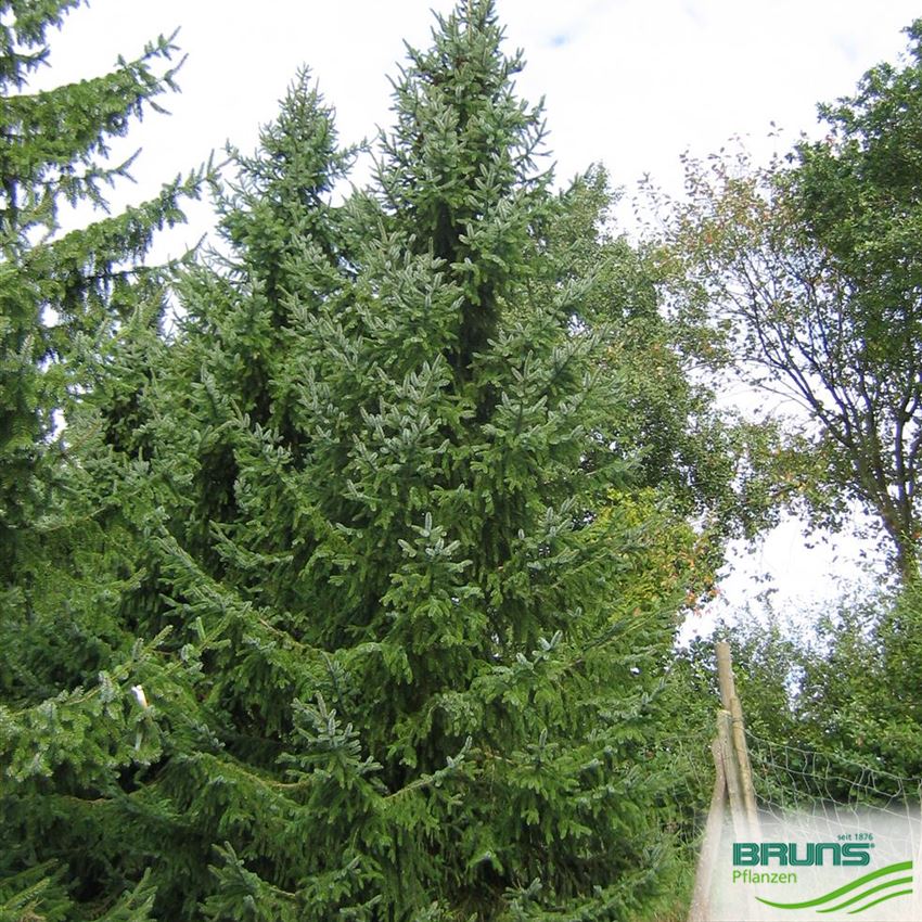Picea omorika, Serbian spruce von Bruns Pflanzen