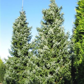 Picea omorika, Serbian spruce von Bruns Pflanzen