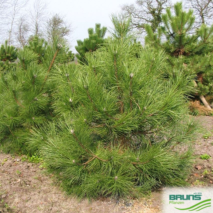 Pinus nigra ssp. nigra, Austrian pine von Bruns Pflanzen