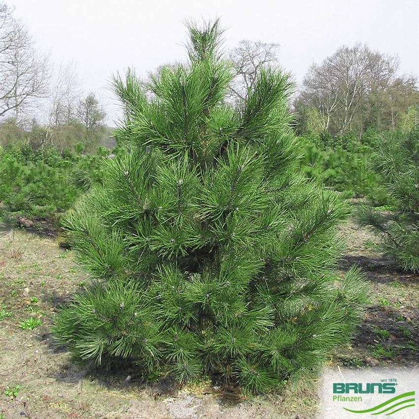 Pinus nigra ssp. nigra, Austrian pine von Bruns Pflanzen