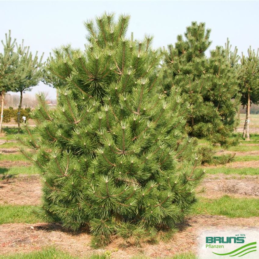 Pinus nigra ssp. nigra, Austrian pine von Bruns Pflanzen