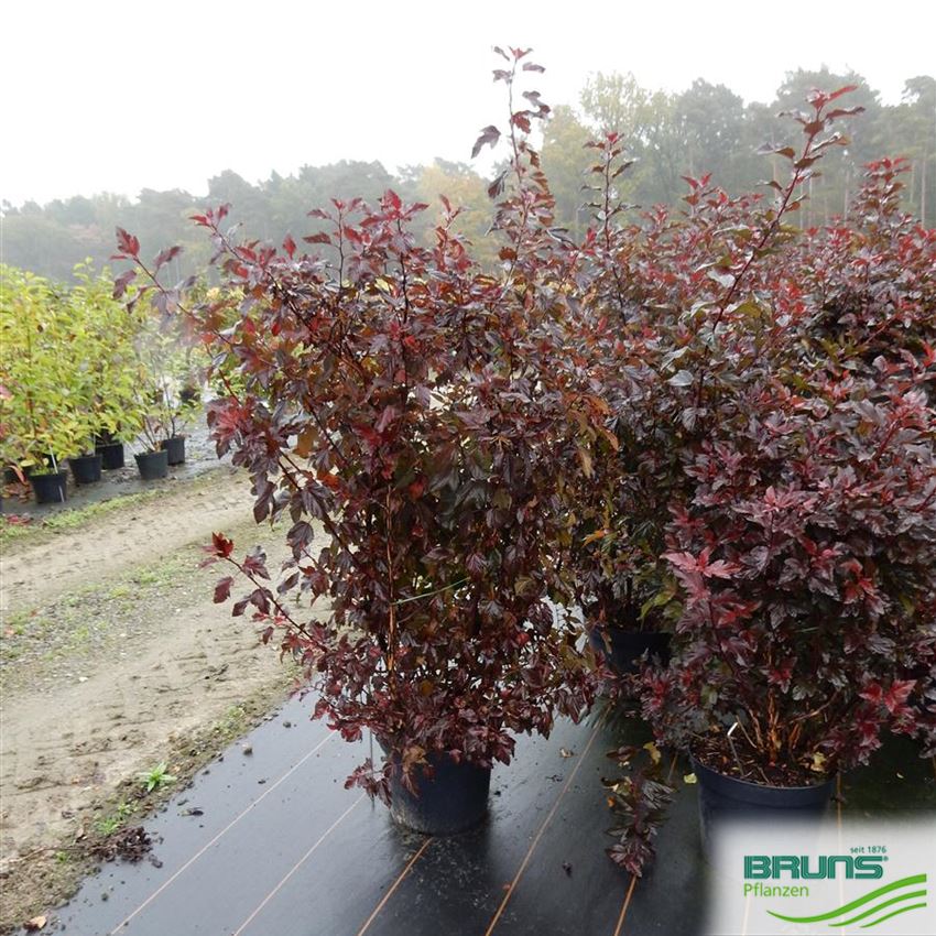 Physocarpus opulifolius 'Summer Wine' von Bruns Pflanzen