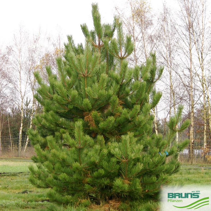 Pinus nigra ssp. nigra, Austrian pine von Bruns Pflanzen