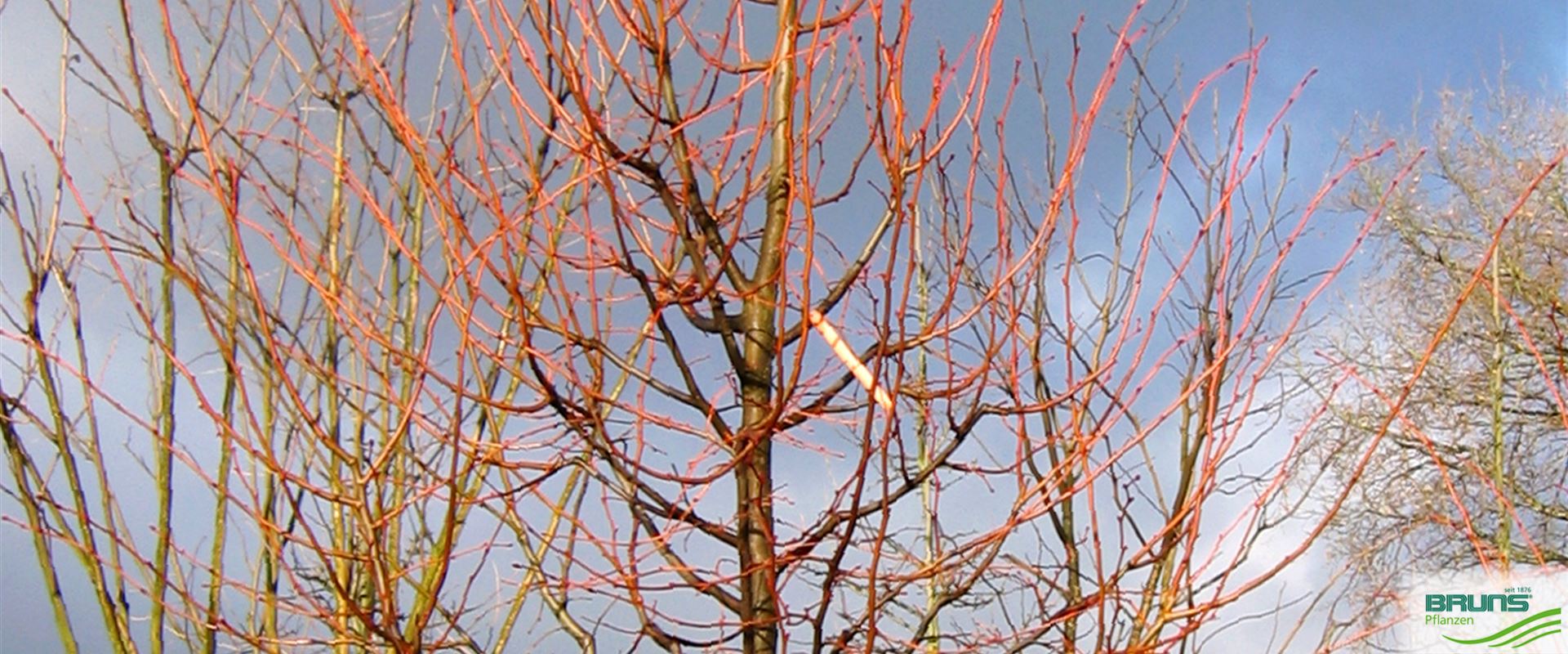 Tilia cordata 'Winter Orange' von Bruns Pflanzen