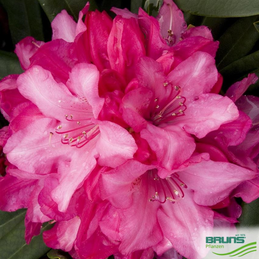 Rhododendron 'Rosa Perle' von Bruns Pflanzen