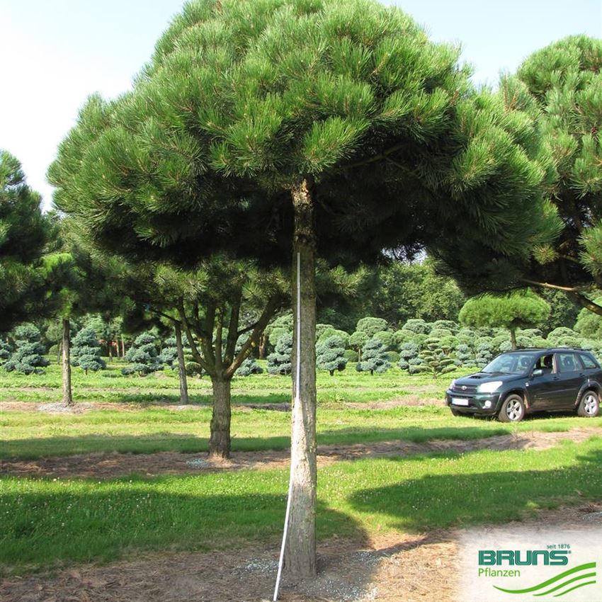 Pinus nigra ssp. nigra, Austrian pine von Bruns Pflanzen