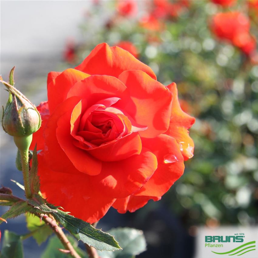 Strauchrose 'Kordes Brillant' (R) von Bruns Pflanzen