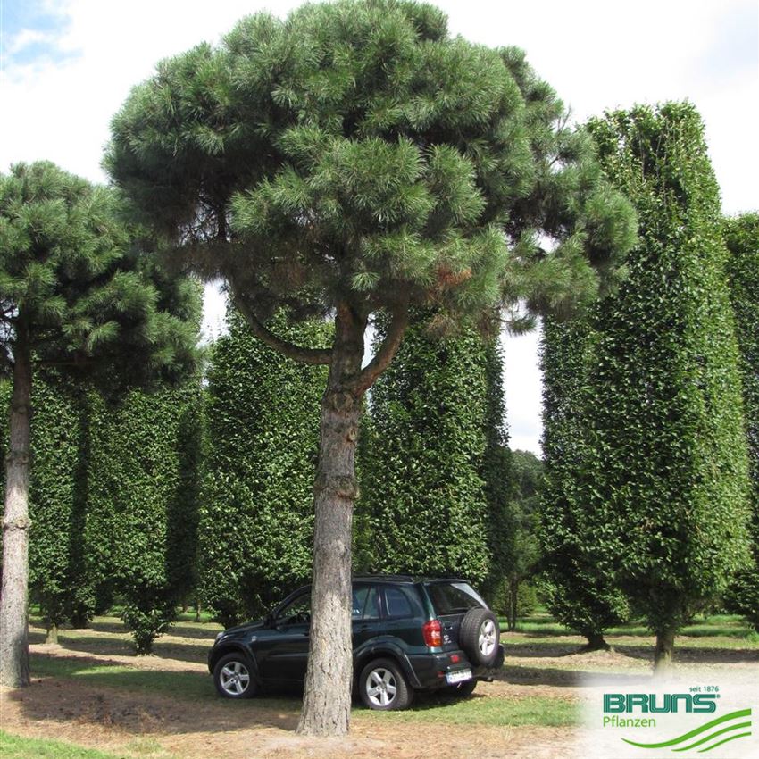 Pinus nigra ssp. nigra, Austrian pine von Bruns Pflanzen