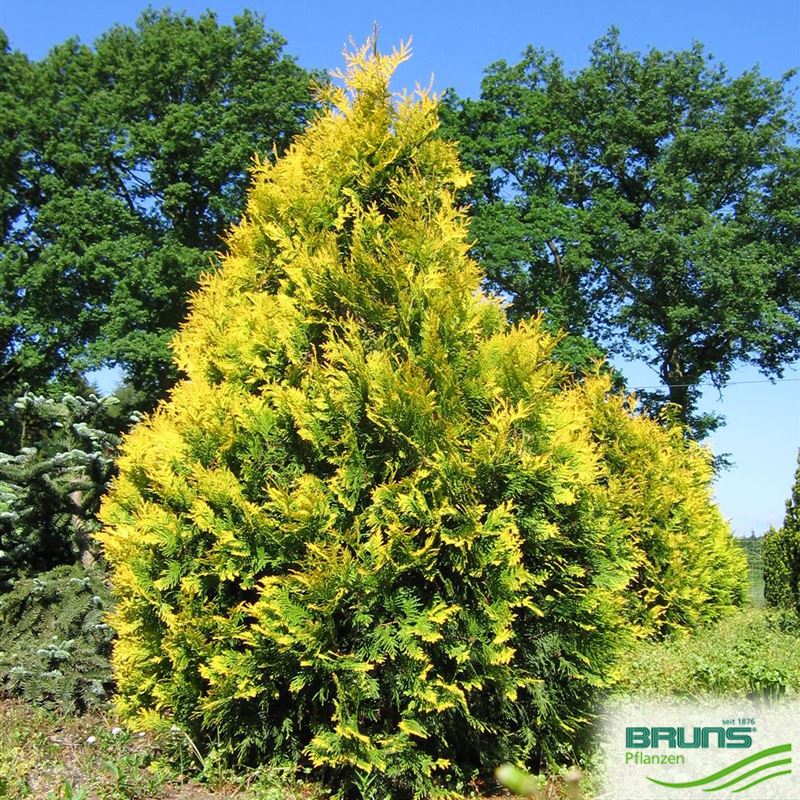 Thuja occidentalis 'Sunkist' von Bruns Pflanzen