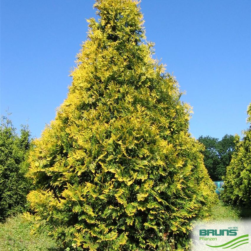 Thuja occidentalis 'Sunkist' von Bruns Pflanzen