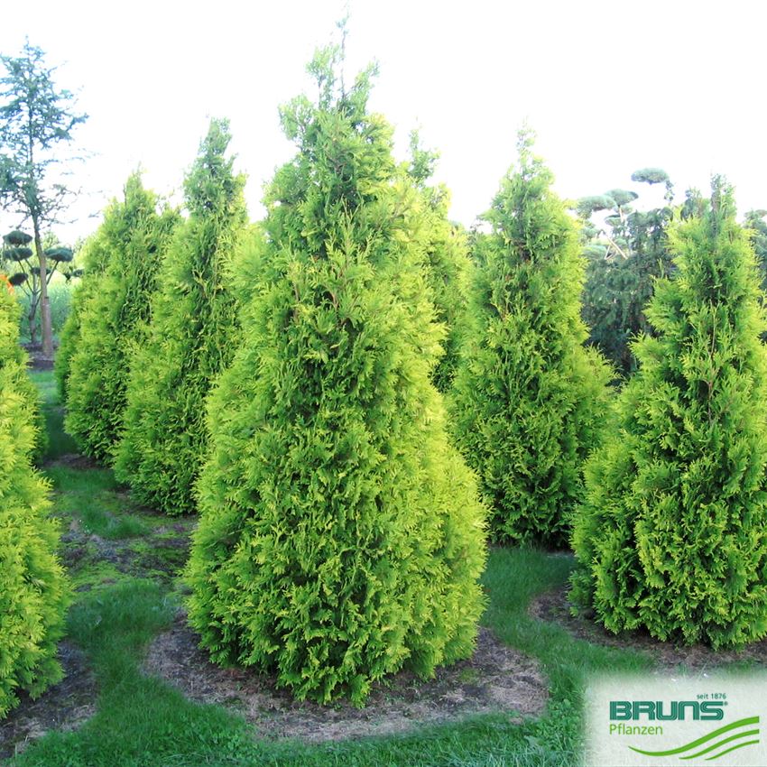 Thuja occidentalis 'Sunkist' von Bruns Pflanzen