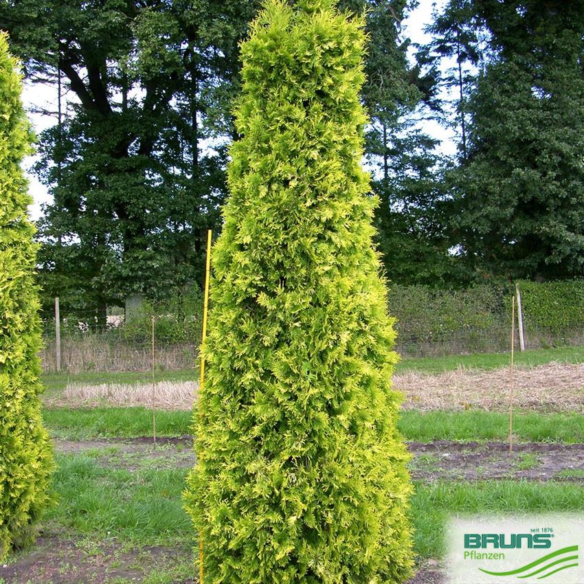 Thuja occidentalis 'Sunkist' von Bruns Pflanzen