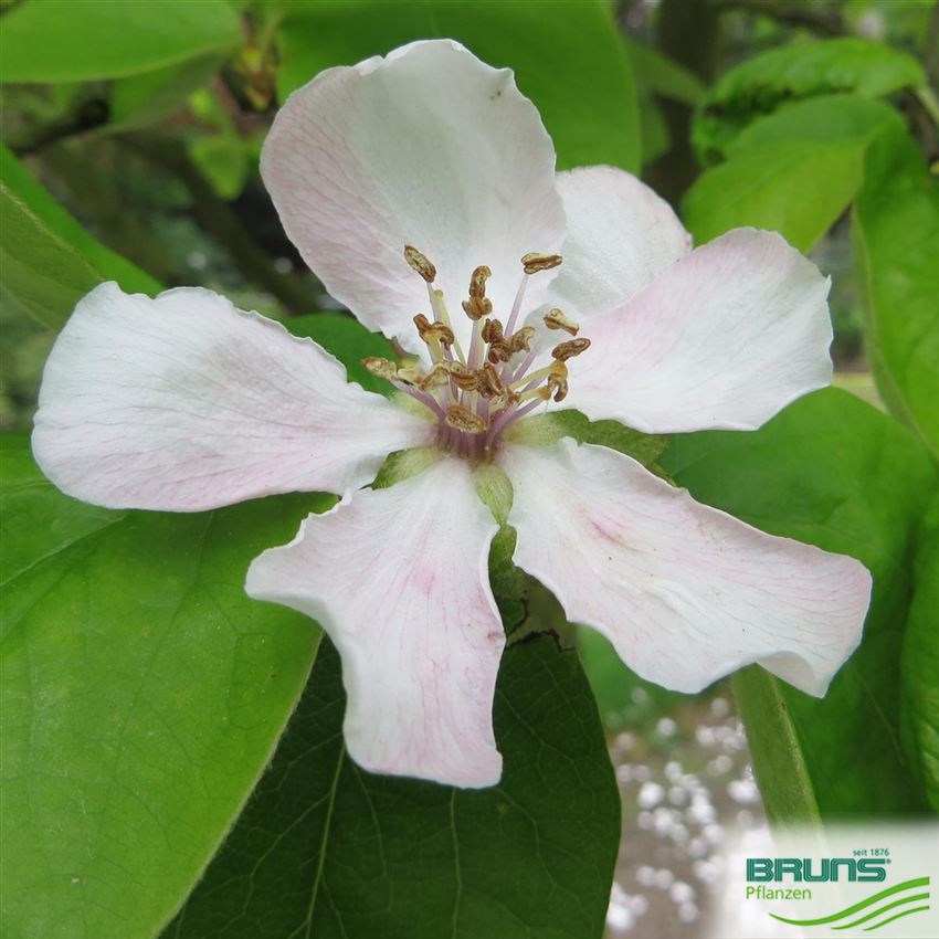 Cydonia oblonga 'Portugiesische Birnenquitte' von Bruns Pflanzen