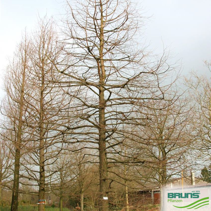 Taxodium distichum, Deciduous cypress, swamp cypress von Bruns Pflanzen