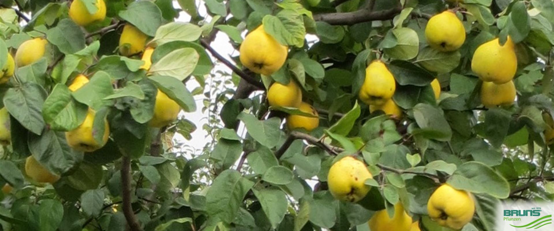 Cydonia oblonga 'Portugiesische Birnenquitte' von Bruns Pflanzen